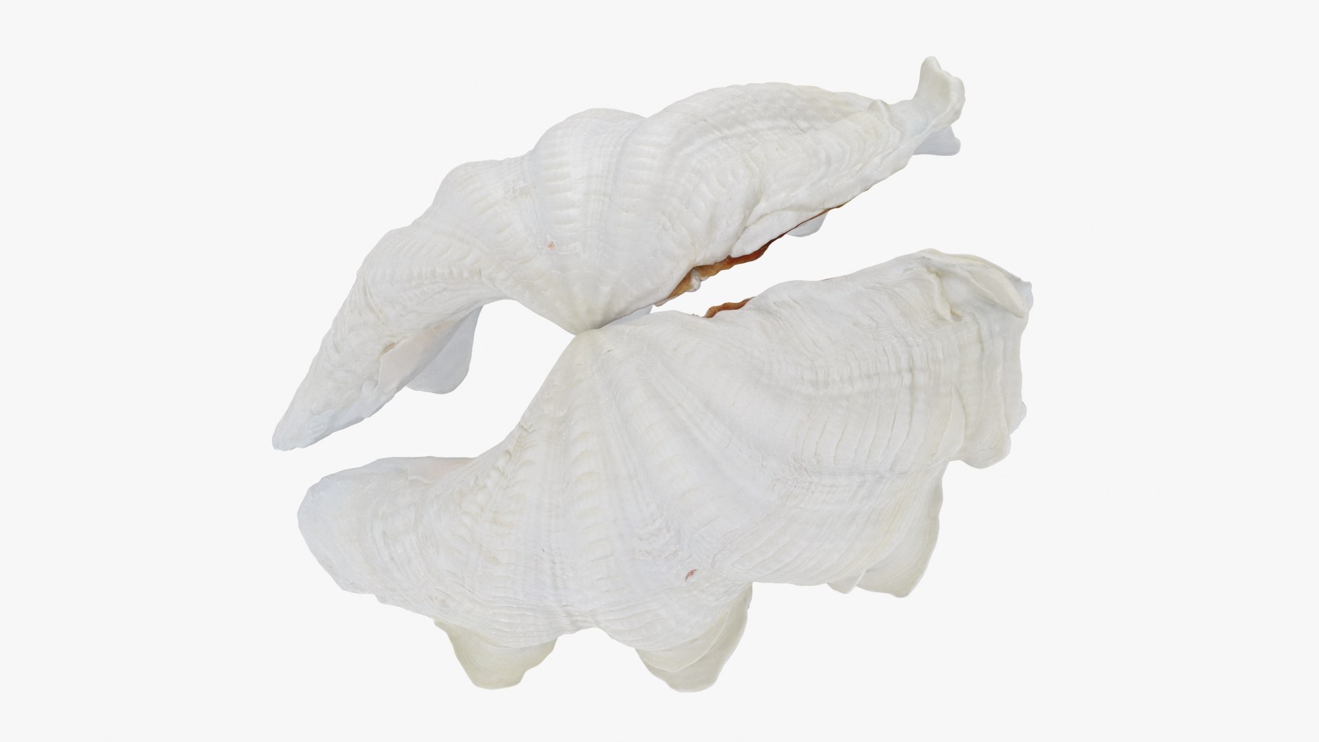 Giant Clam Shell Open 3D Model - TurboSquid 2306059