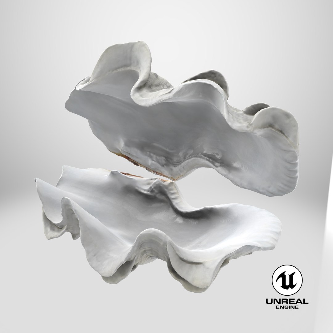 Giant Clam Shell Open 3D Model - TurboSquid 2306059