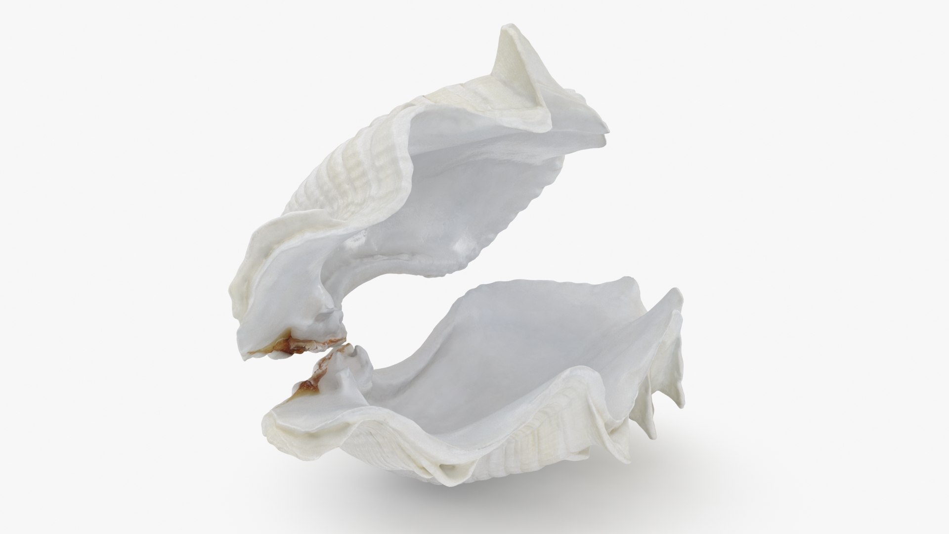 Giant Clam Shell Open 3D Model - TurboSquid 2306059