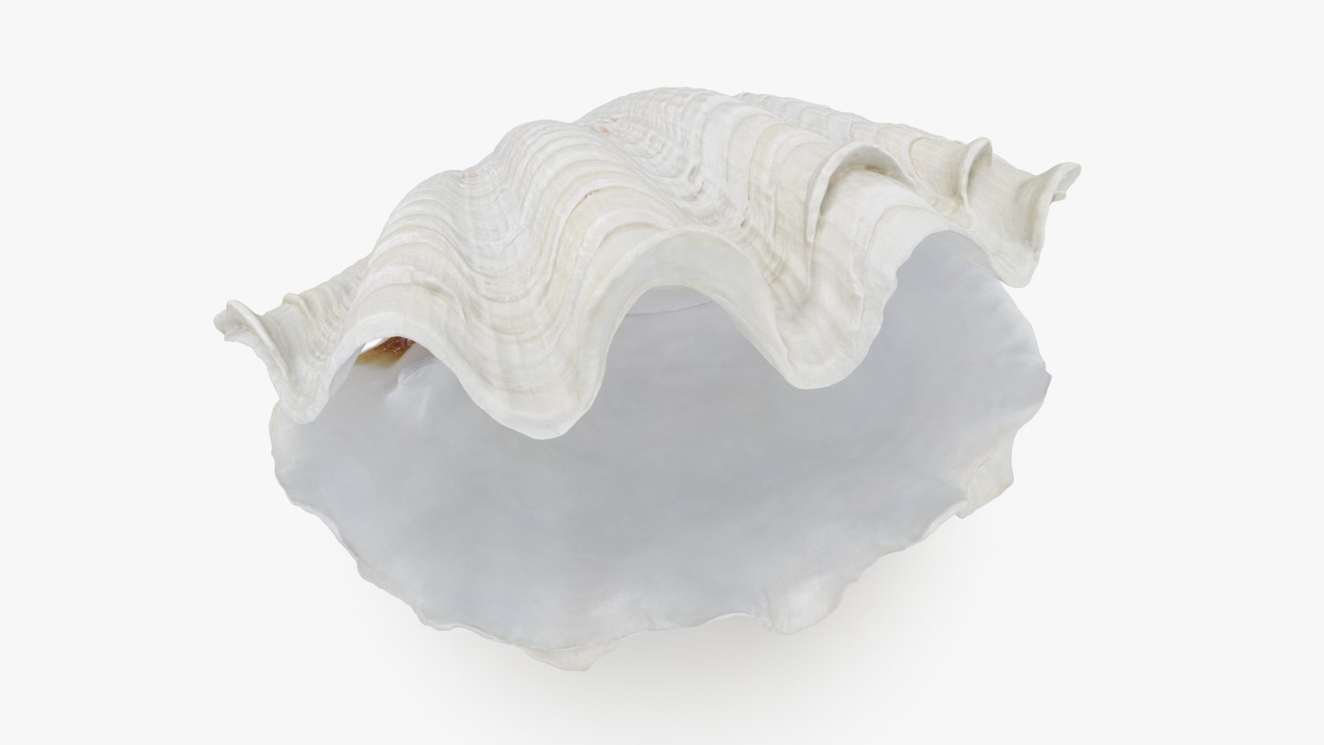 Giant Clam Shell Open 3D Model - TurboSquid 2306059
