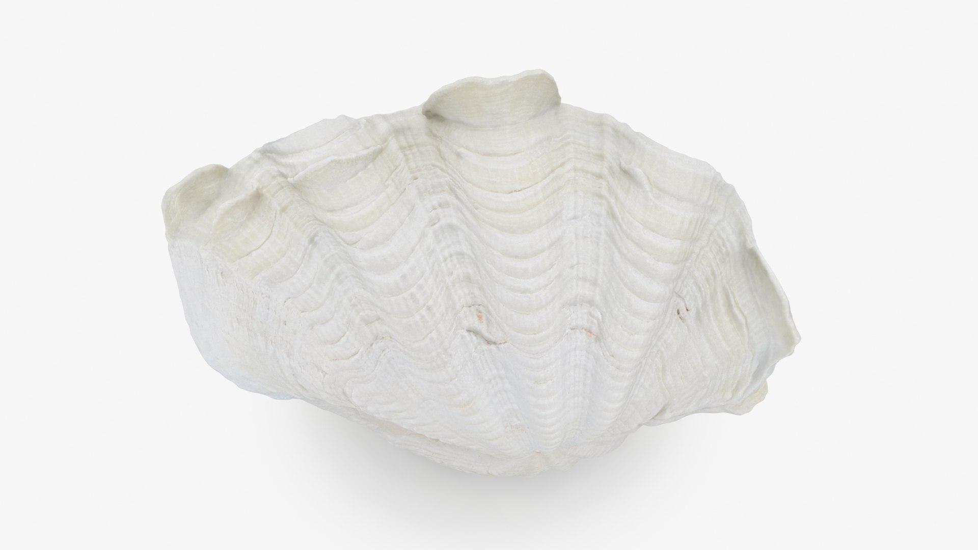 Giant Clam Shell Open 3D Model - TurboSquid 2306059