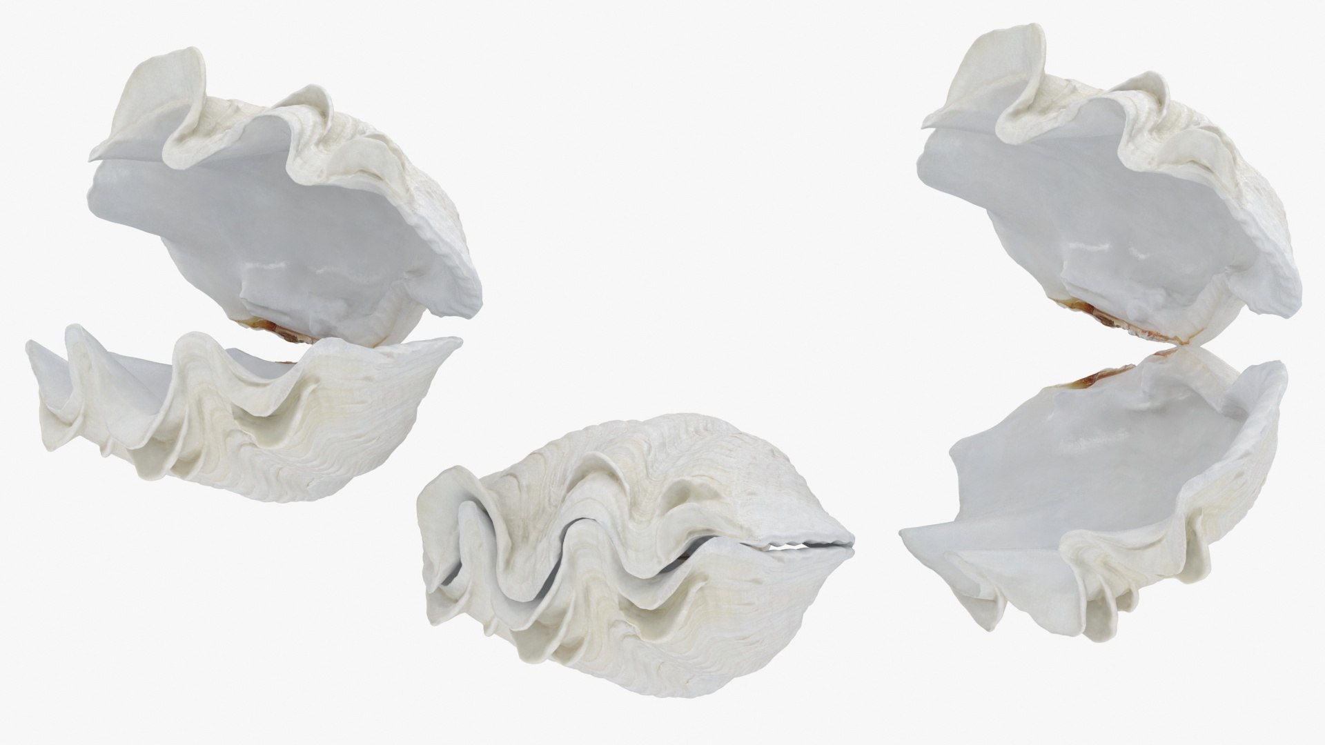 Giant Clam Shell Open 3D Model - TurboSquid 2306059