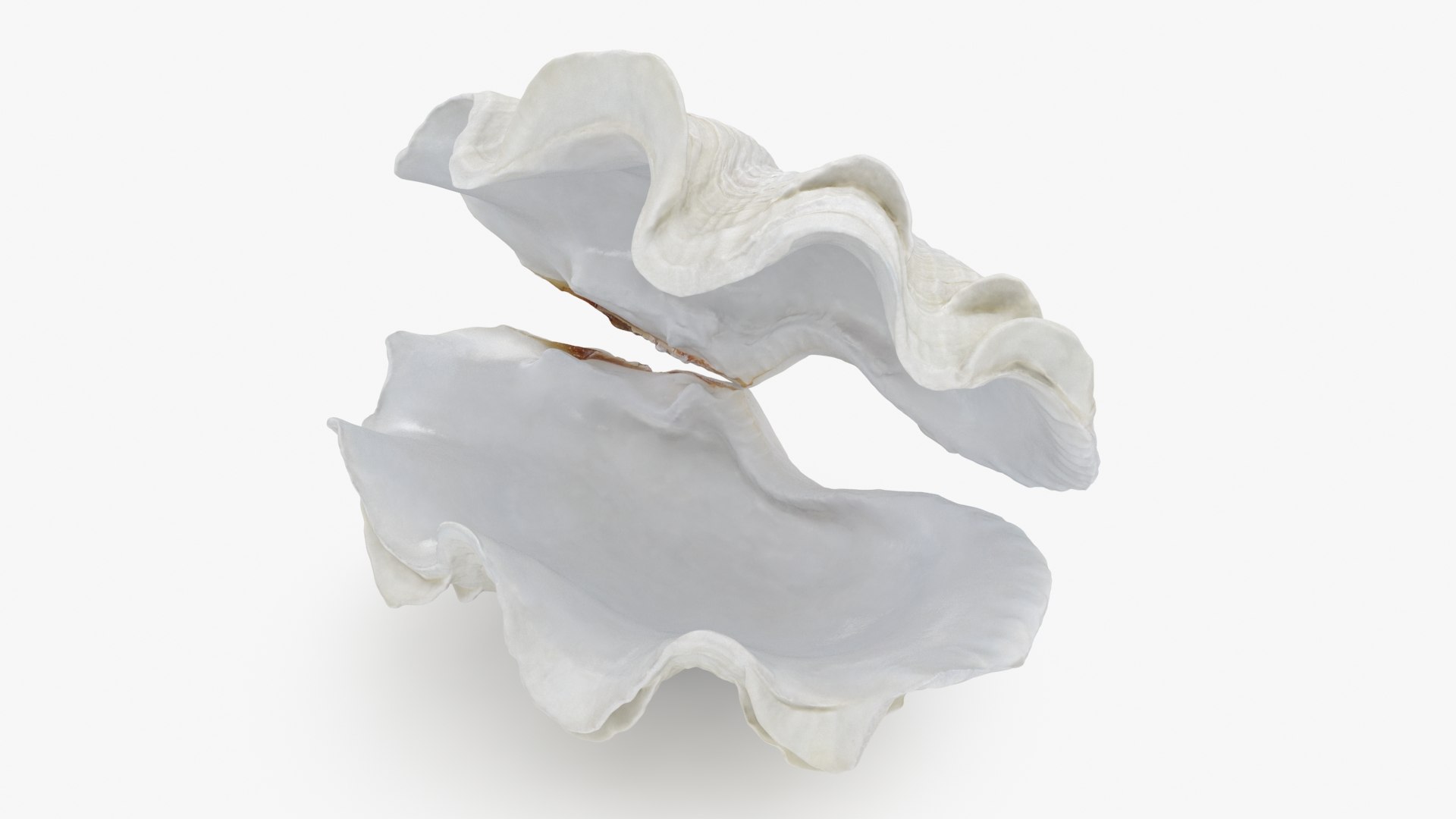 Giant Clam Shell Open 3D Model - TurboSquid 2306059
