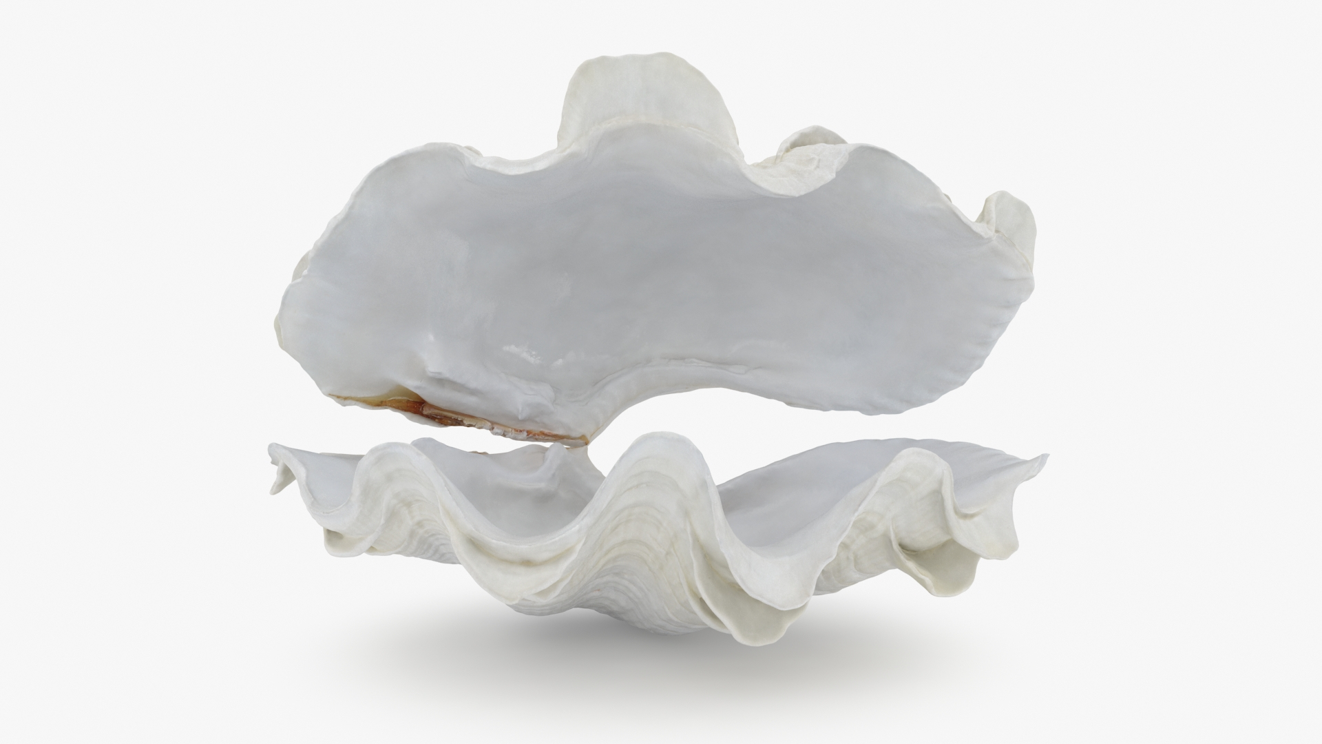 Giant Clam Shell Open 3D Model - TurboSquid 2306059
