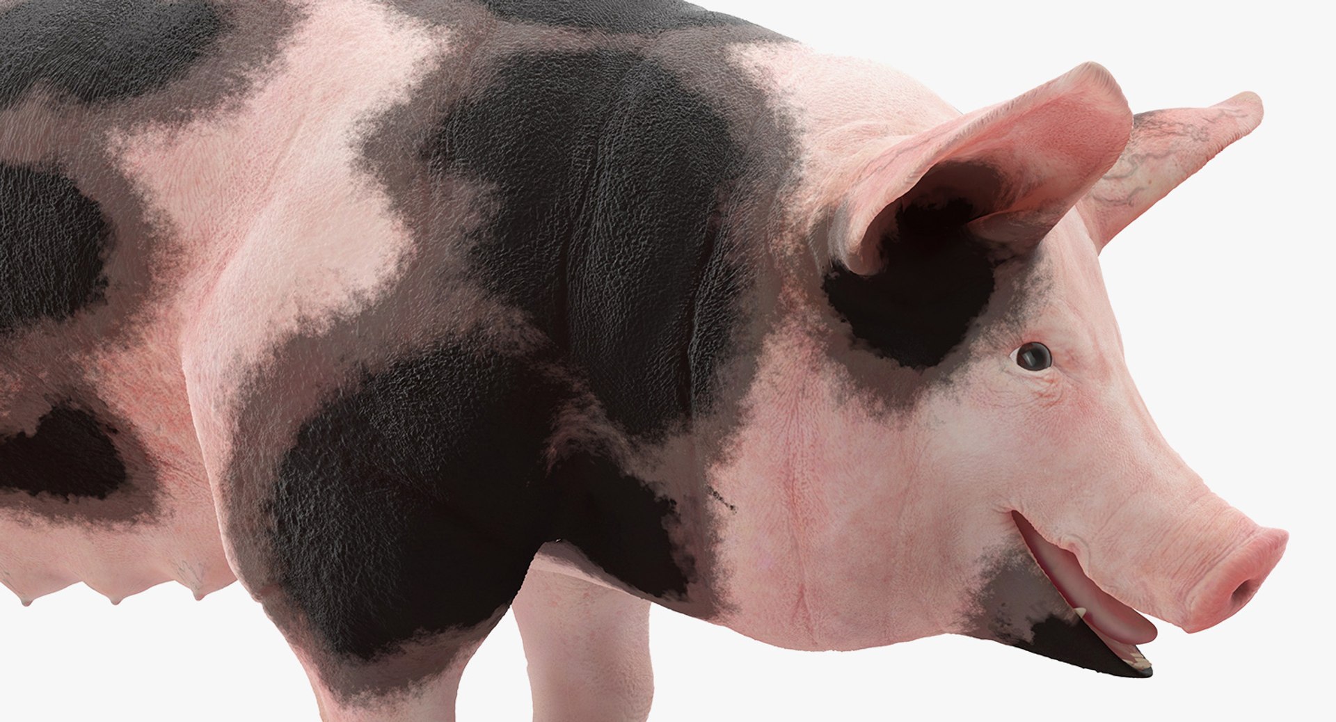 3D pig sow peitrain rigged model - TurboSquid 1357951