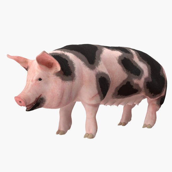 3D pig sow peitrain rigged model - TurboSquid 1357951