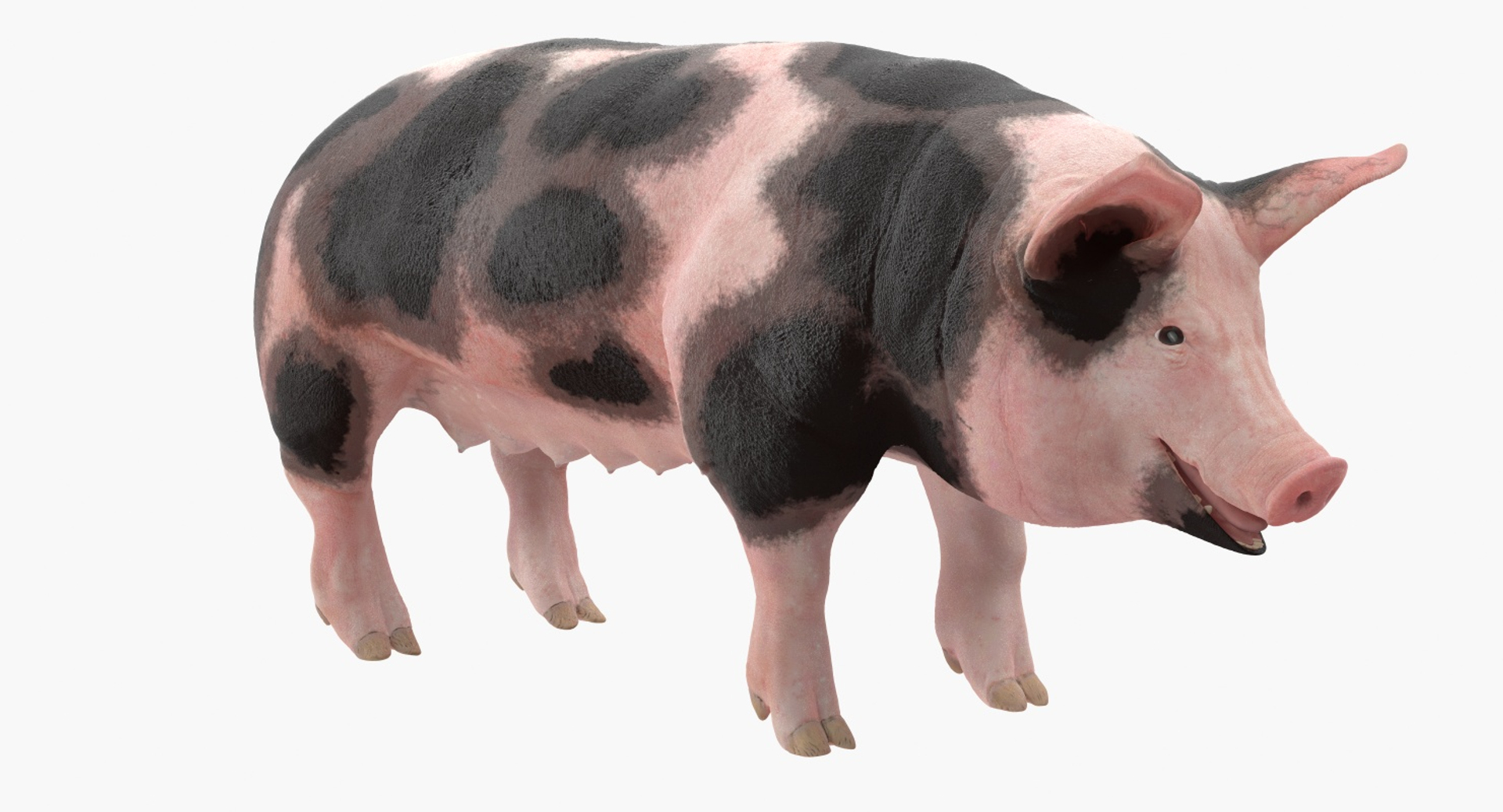 3D pig sow peitrain rigged model - TurboSquid 1357951