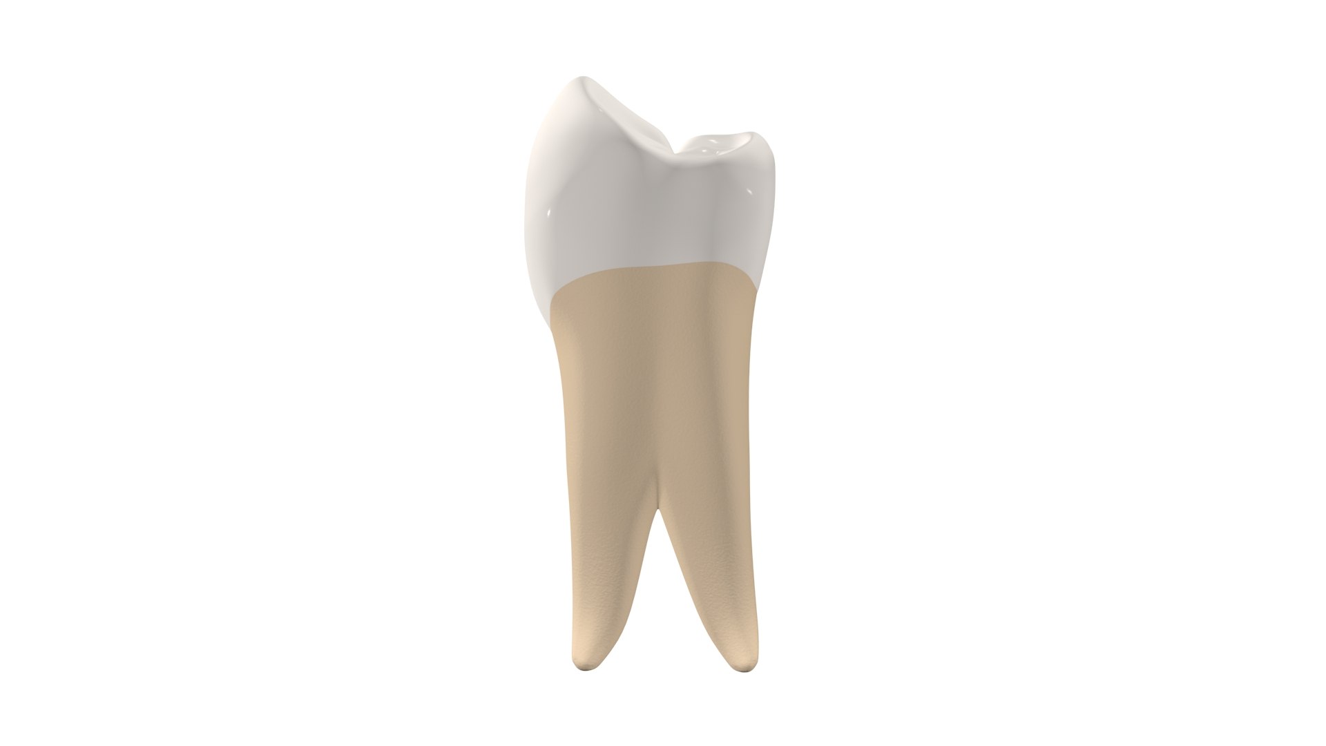 3D Upper First Premolar Tooth - TurboSquid 1771858
