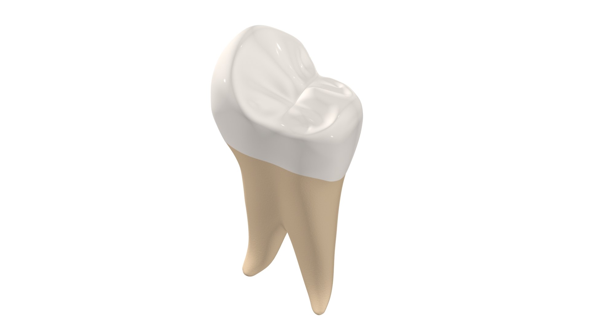 3D Upper First Premolar Tooth - TurboSquid 1771858