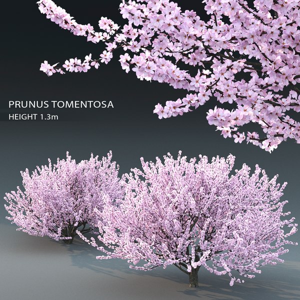3D Cherry-Blossom Models | TurboSquid
