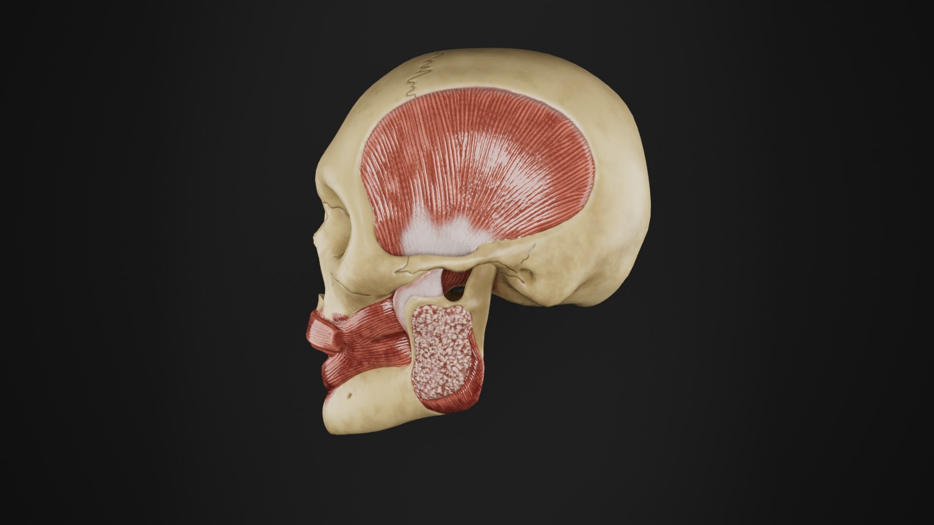 3D Human Anatomy-Muscular System-Head Left Anterior Lateral Masticatory ...