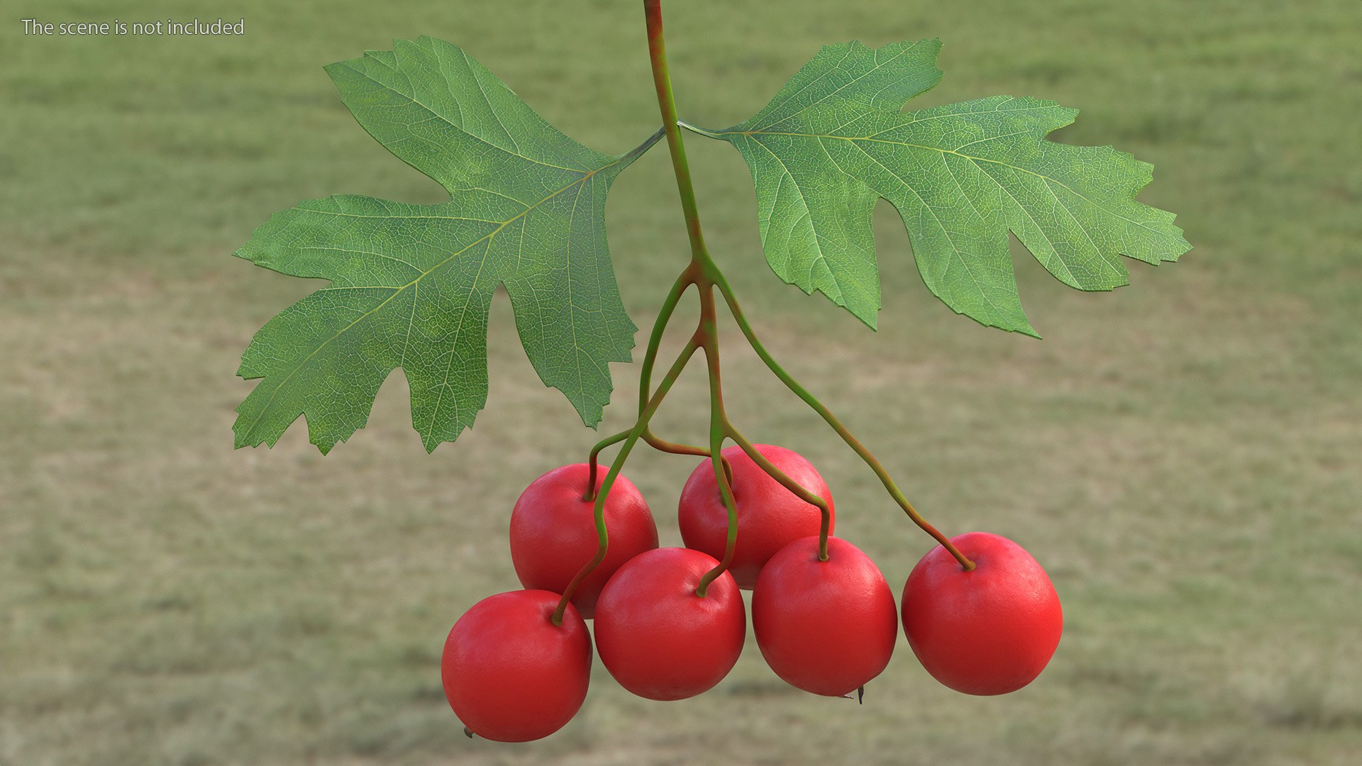Hawthorn Berry Branch Model - TurboSquid 2191739