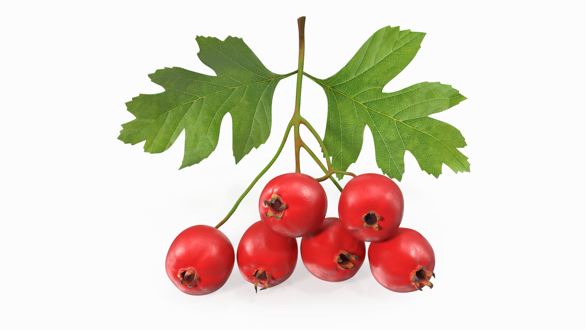 Hawthorn Berry Branch Model - TurboSquid 2191739