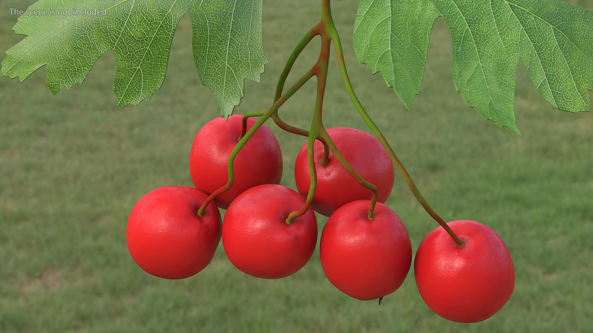 Hawthorn Berry Branch Model - TurboSquid 2191739