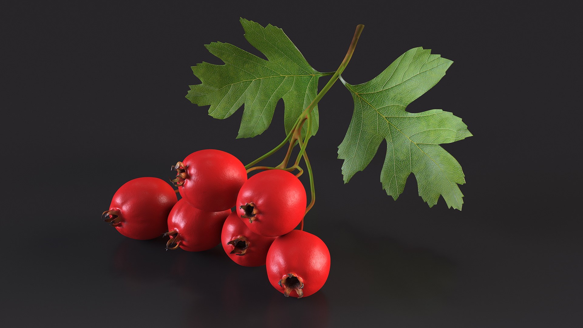 Hawthorn Berry Branch Model - TurboSquid 2191739