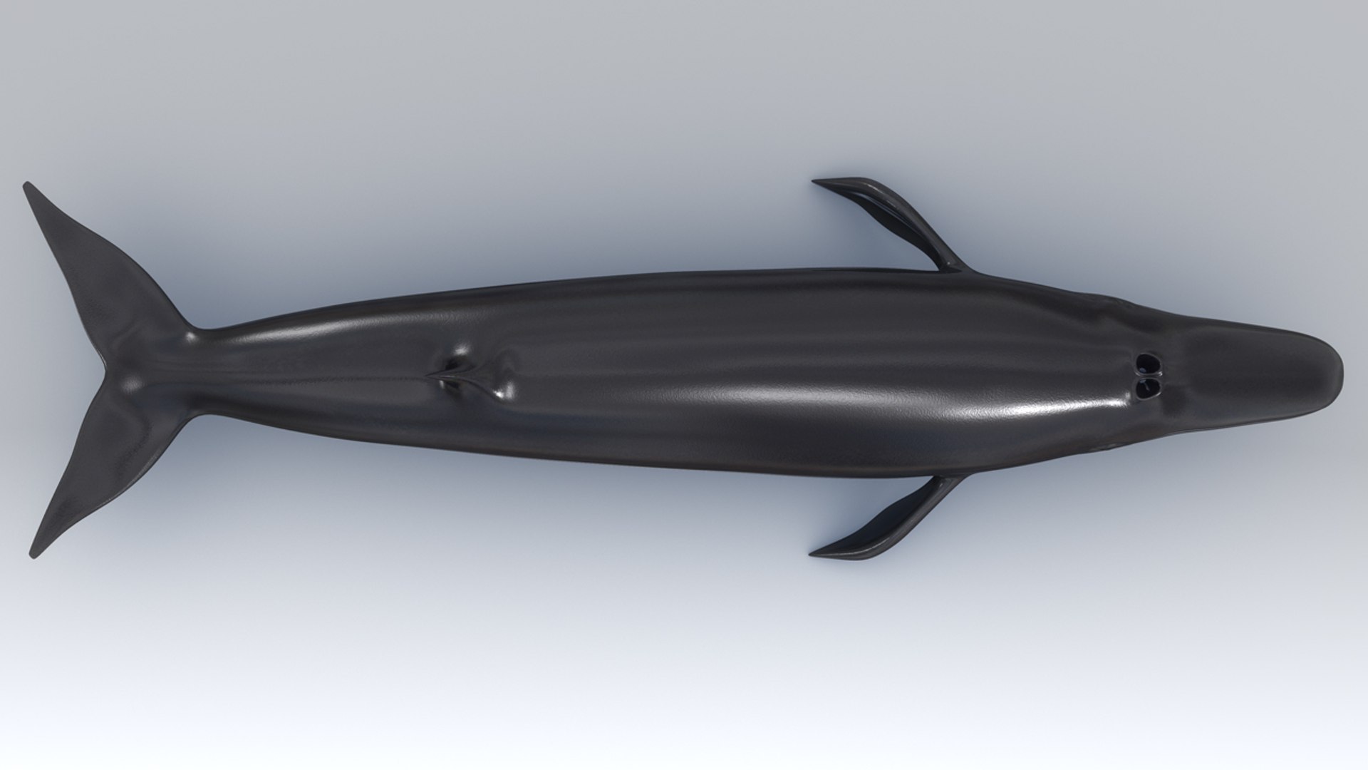 Balaenoptera Whale Fin 3d Model