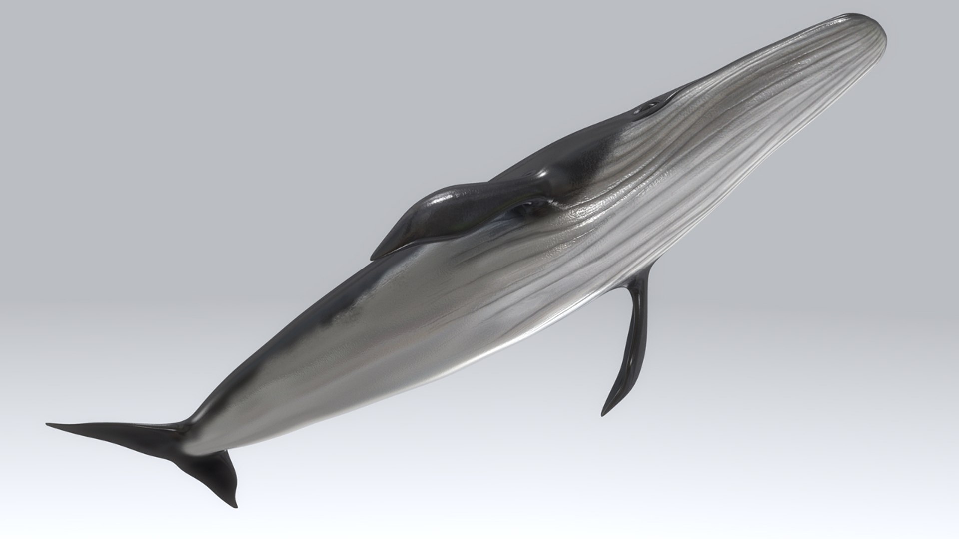 Balaenoptera Whale Fin 3d Model