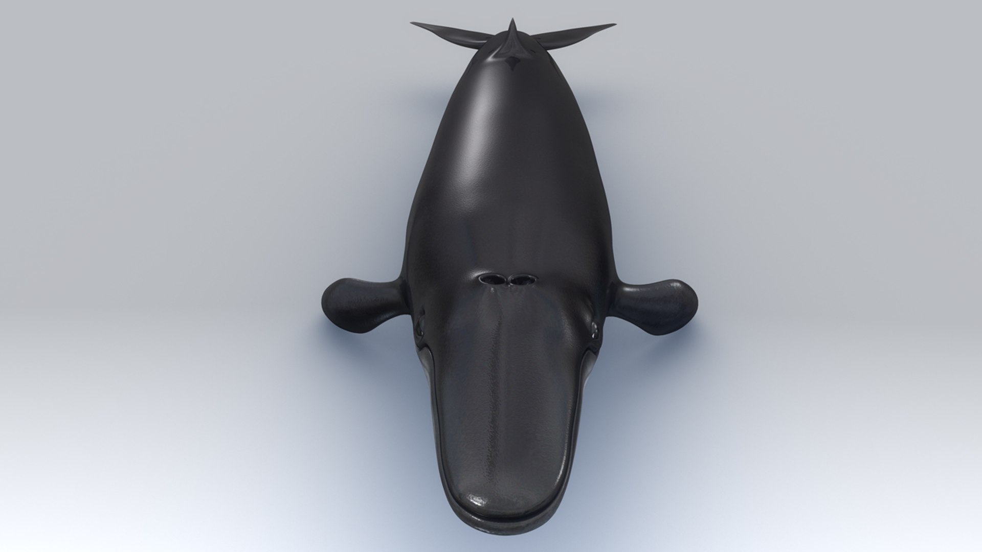 Balaenoptera Whale Fin 3d Model