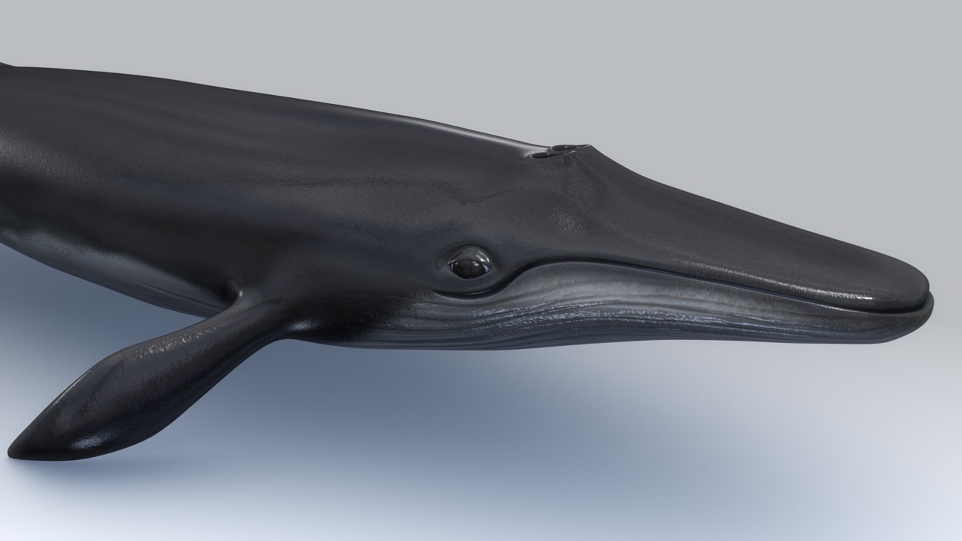 Balaenoptera Whale Fin 3d Model