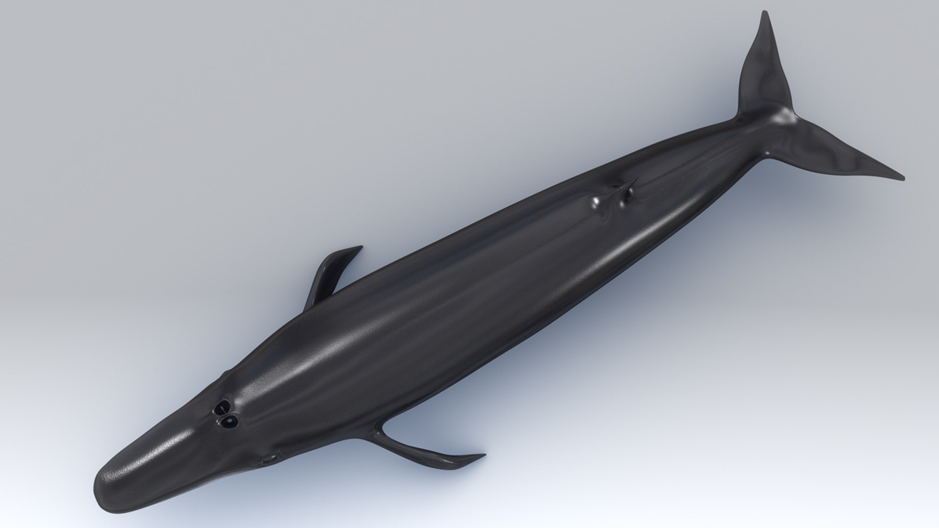Balaenoptera Whale Fin 3d Model