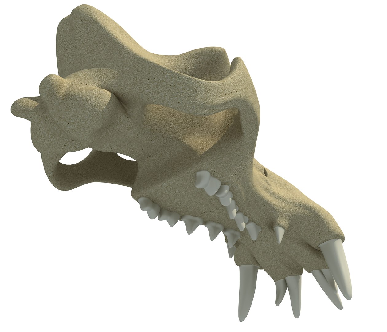 3D hippo skull skeleton - TurboSquid 1177873