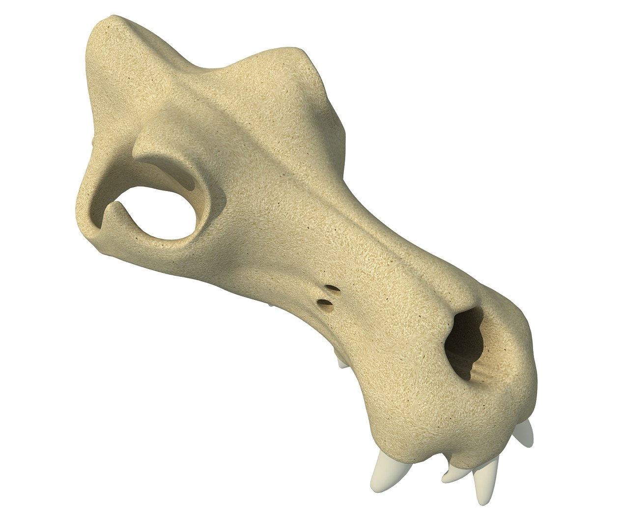 3D hippo skull skeleton - TurboSquid 1177873