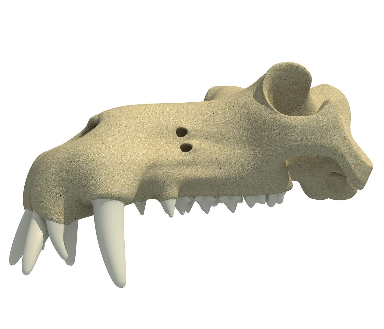 3D hippo skull skeleton - TurboSquid 1177873