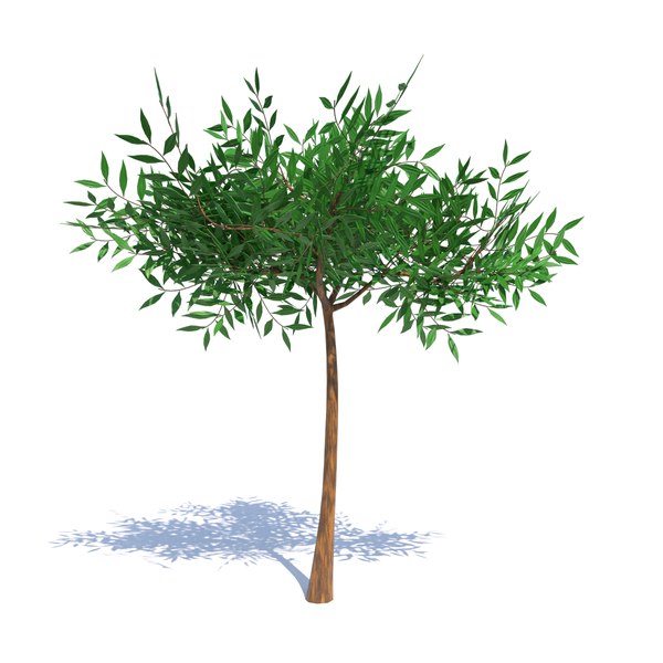 Urban tree 3D 모델 - TurboSquid 2101118