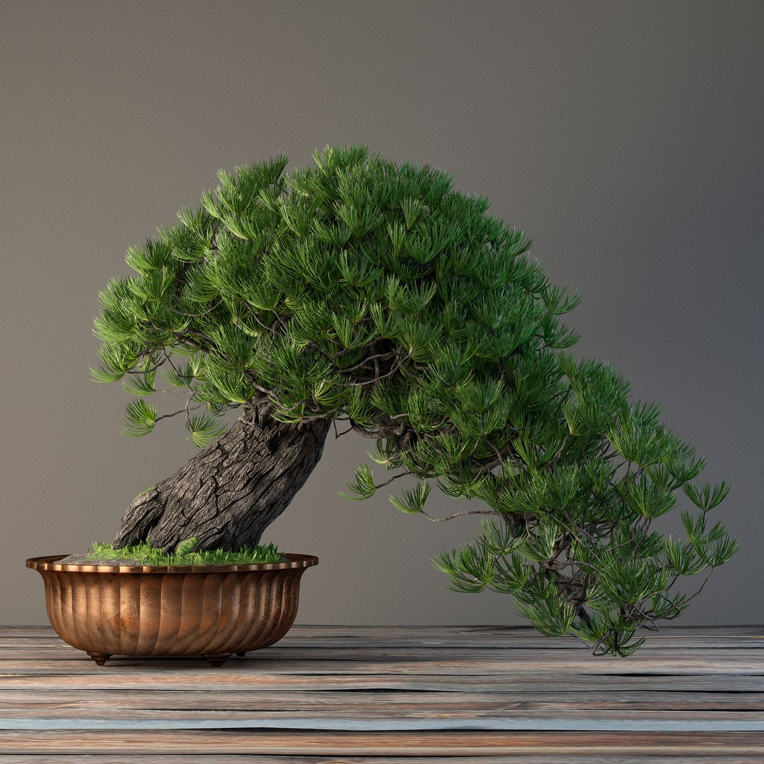 3d Bonsai Tree Model