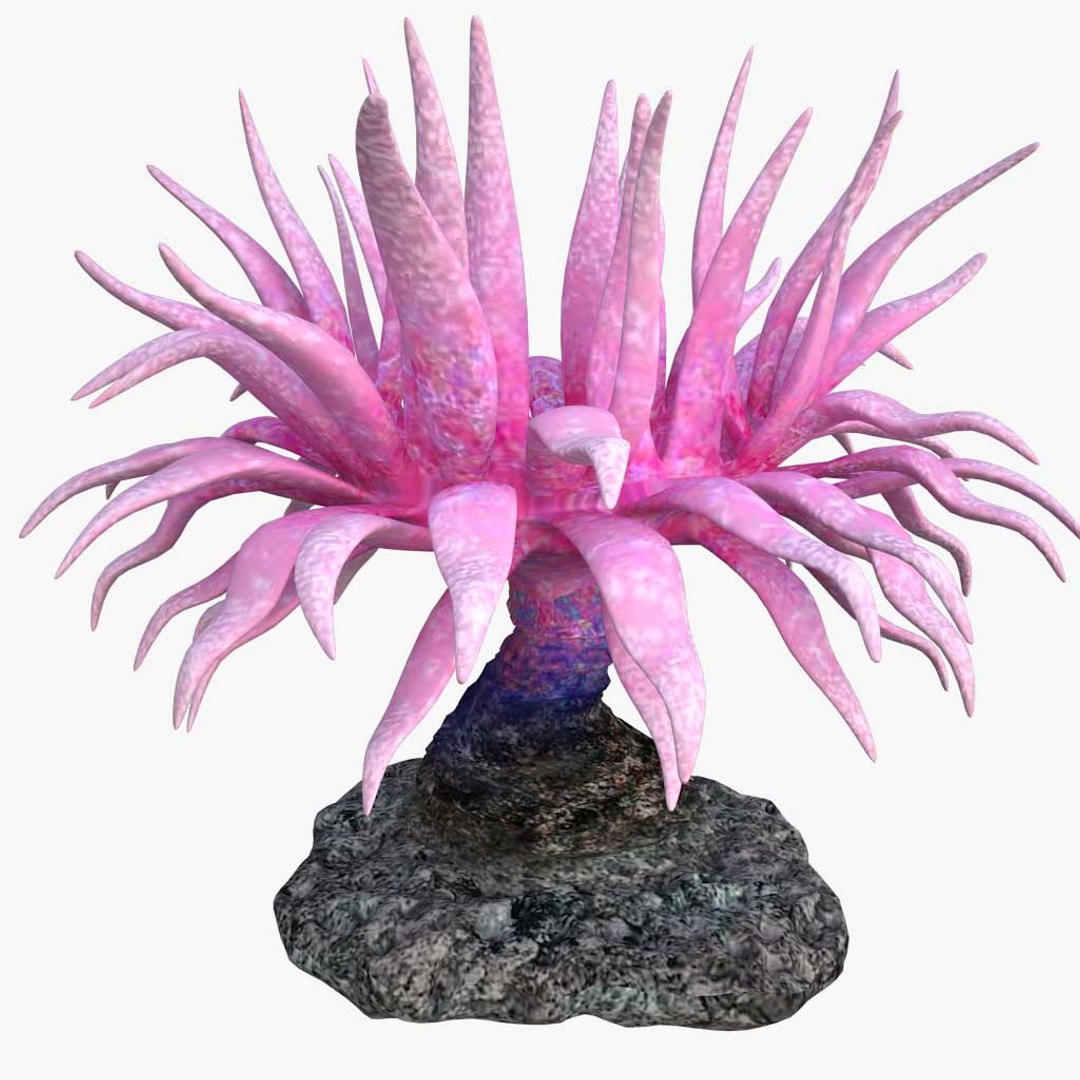 Actinia Pink 3D Model - TurboSquid 1252223