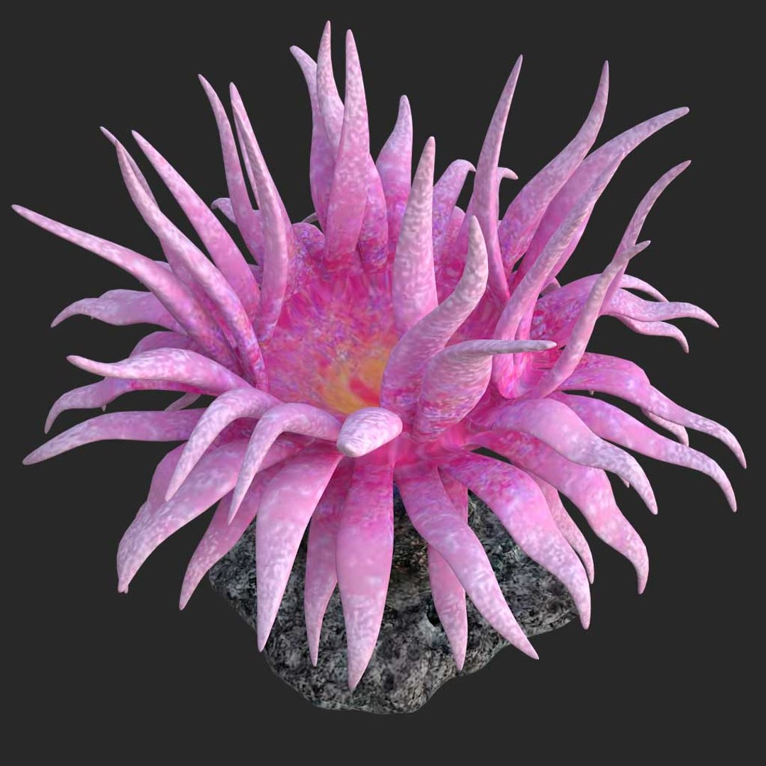 Actinia Pink 3D Model - TurboSquid 1252223