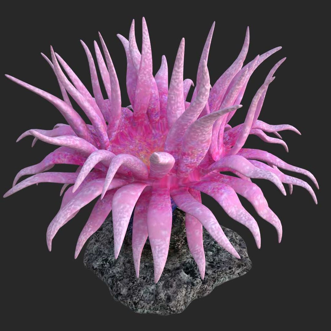 Actinia Pink 3D Model - TurboSquid 1252223