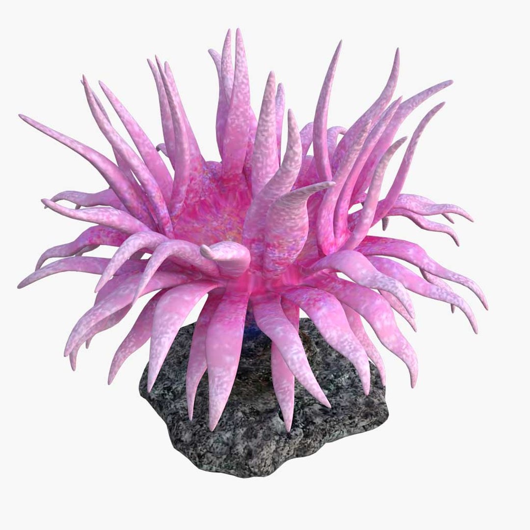Actinia Pink 3D Model - TurboSquid 1252223
