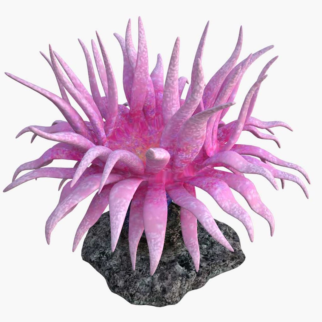 Actinia Pink 3D Model - TurboSquid 1252223