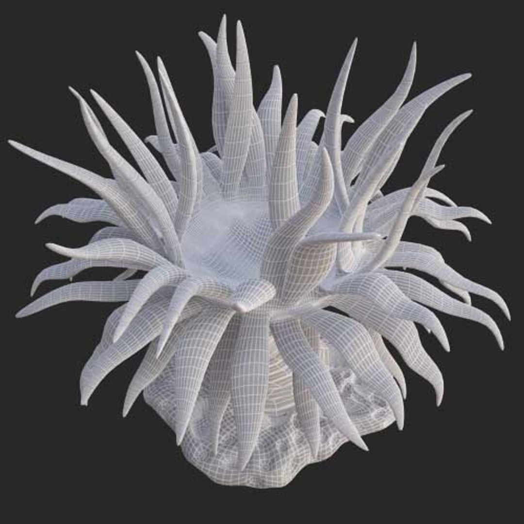 Actinia Pink 3D Model - TurboSquid 1252223