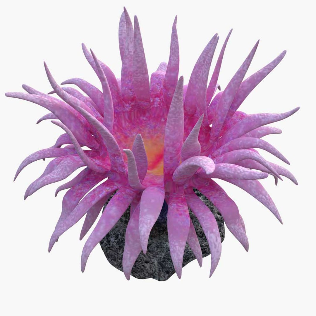 Actinia Pink 3D Model - TurboSquid 1252223