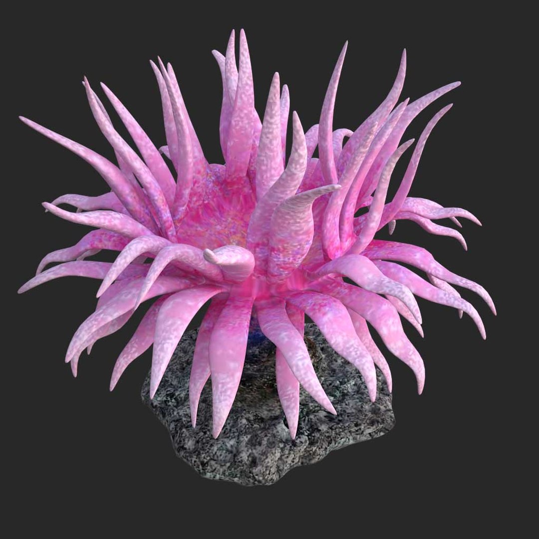 Actinia Pink 3D Model - TurboSquid 1252223