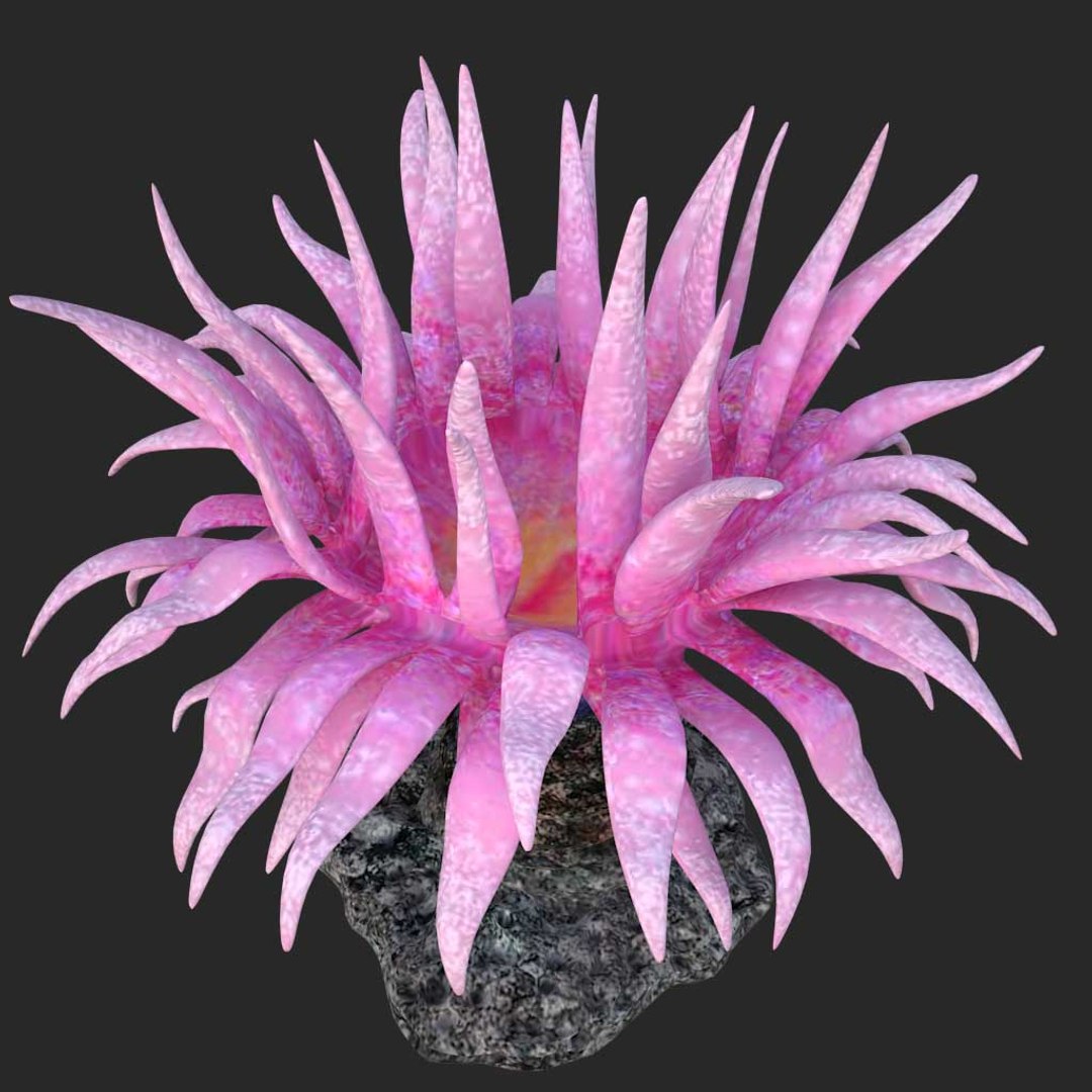 Actinia Pink 3D Model - TurboSquid 1252223