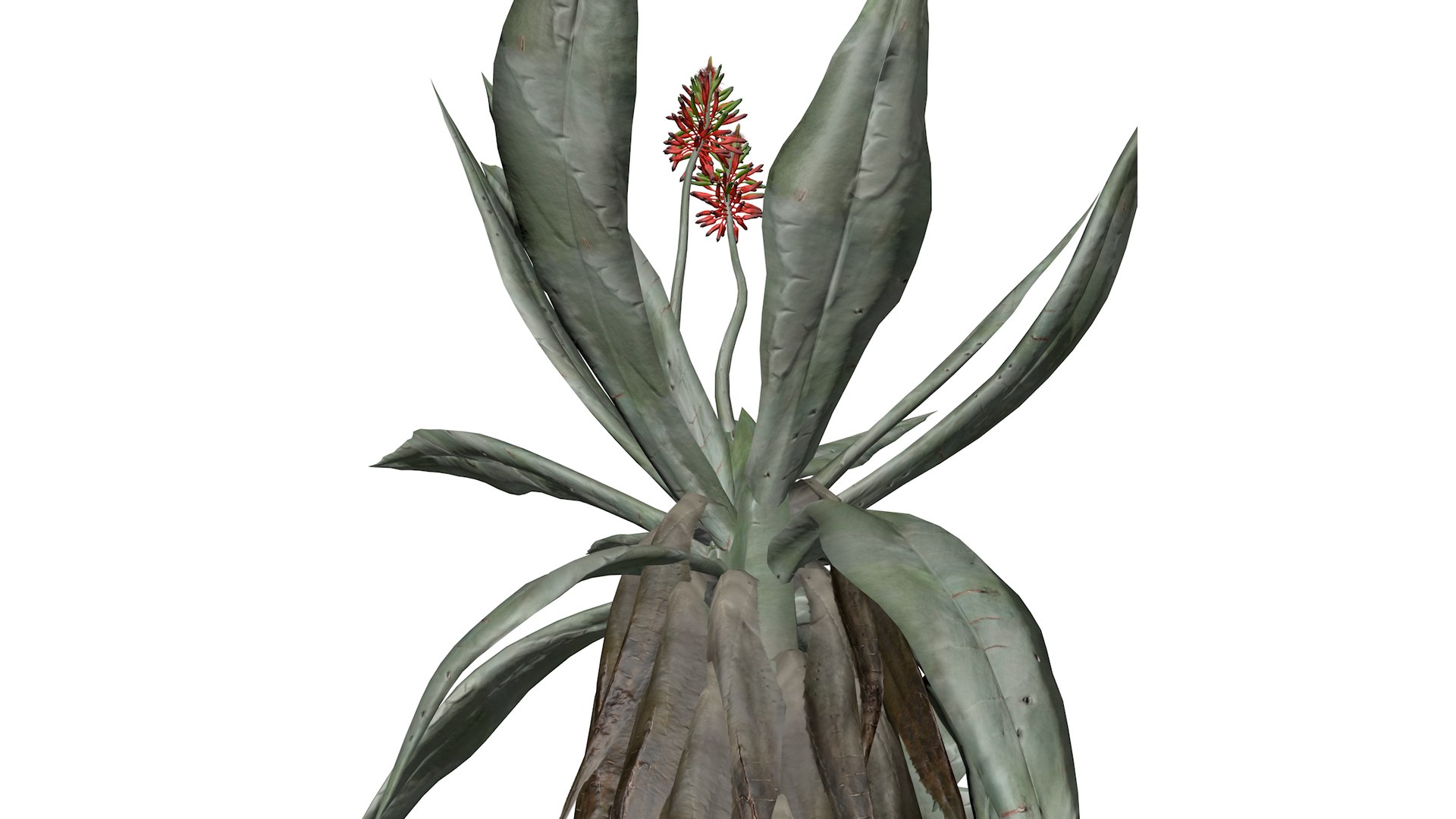 3D Aloe Excelsa Plant - 10 - Model - TurboSquid 2371870