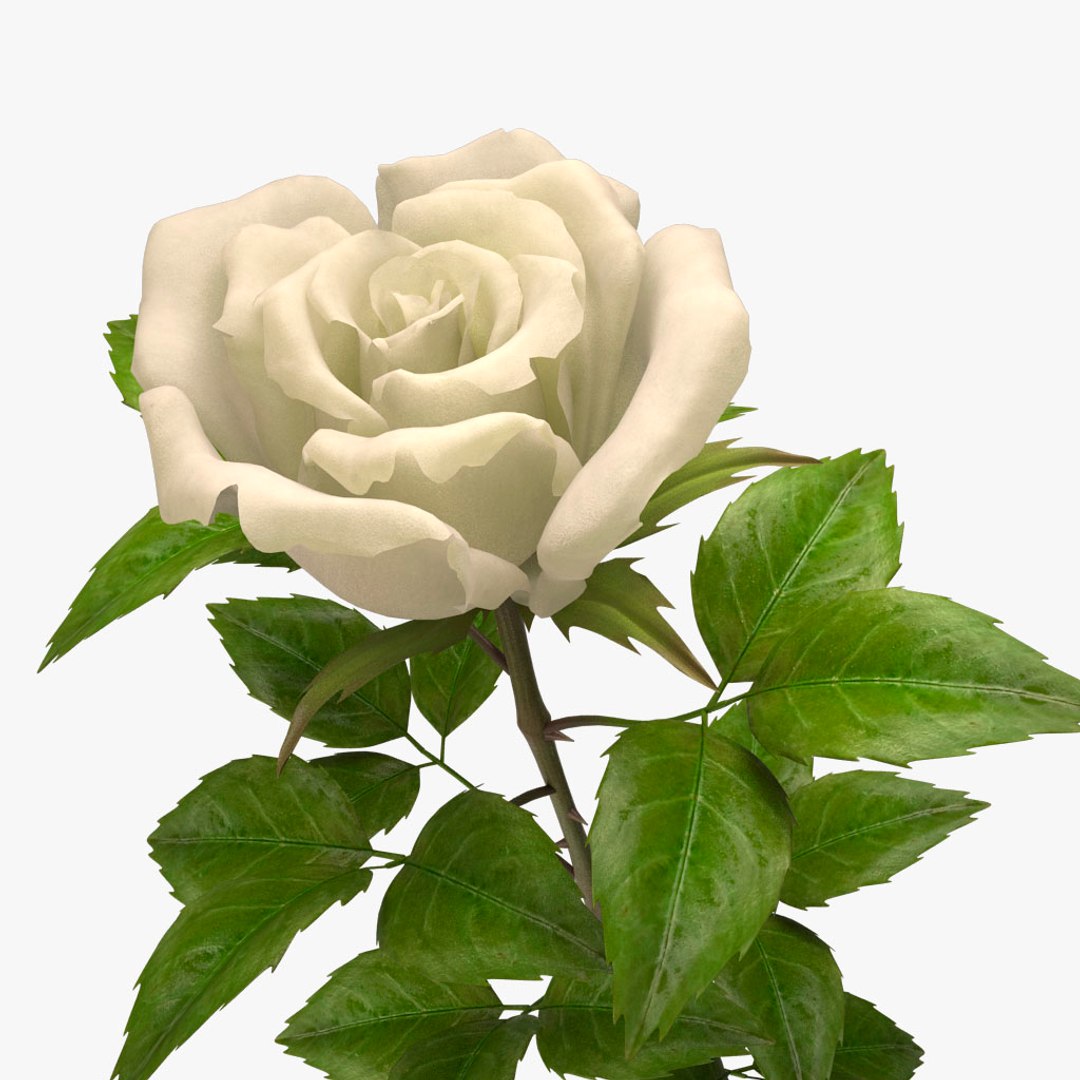 3d rose white model