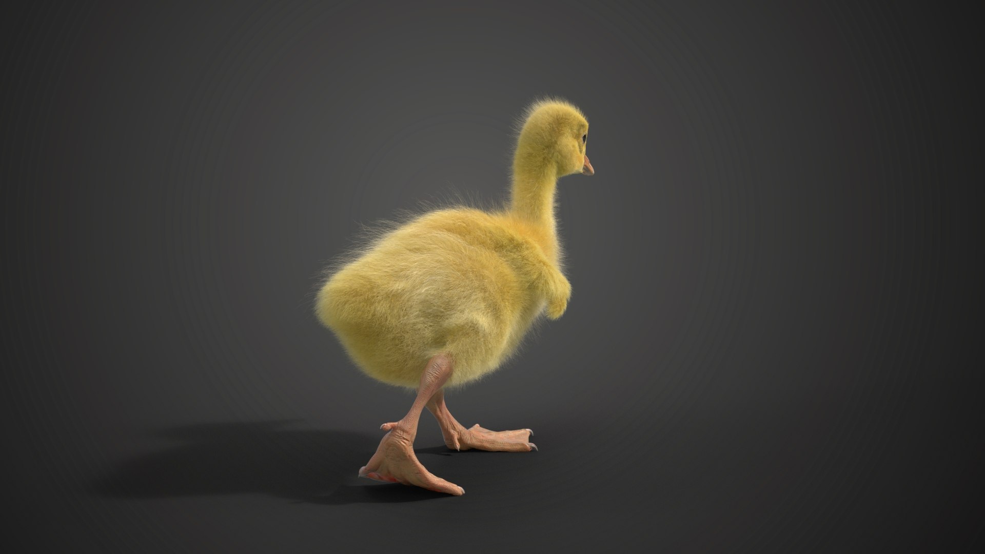 3D Model Little Goose Animation - TurboSquid 2071231