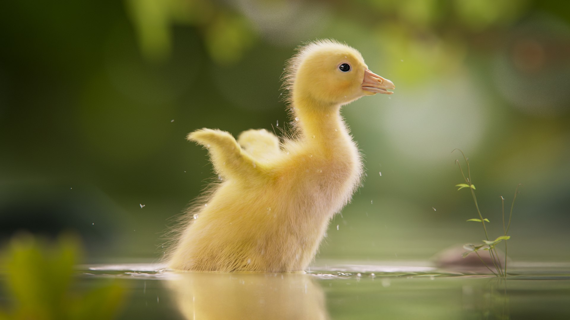 3D model Little Goose Animation - TurboSquid 2071231