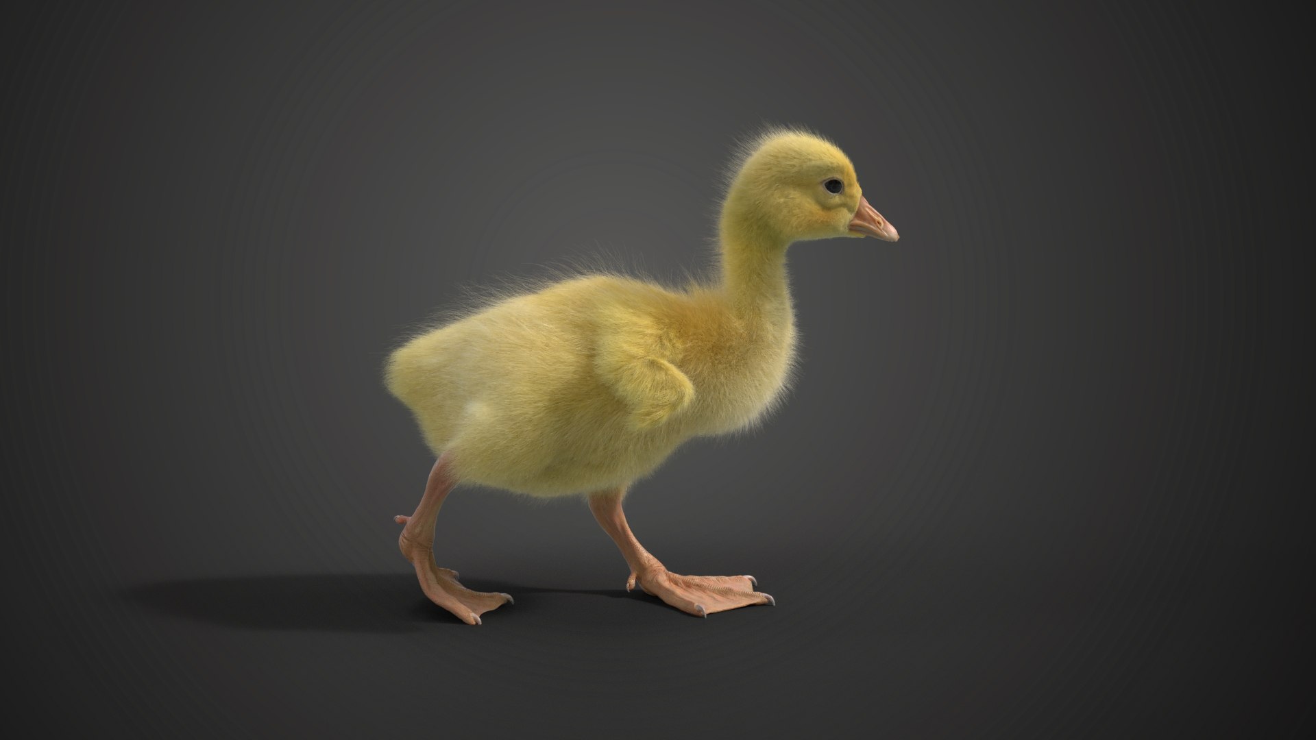 3D Model Little Goose Animation - TurboSquid 2071231