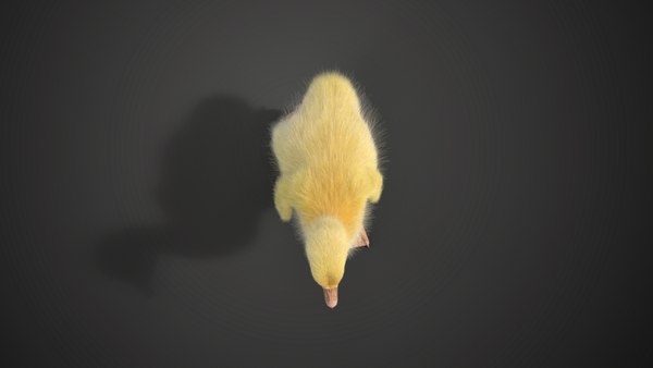 modelo 3d Little Goose Animation - TurboSquid 2071231