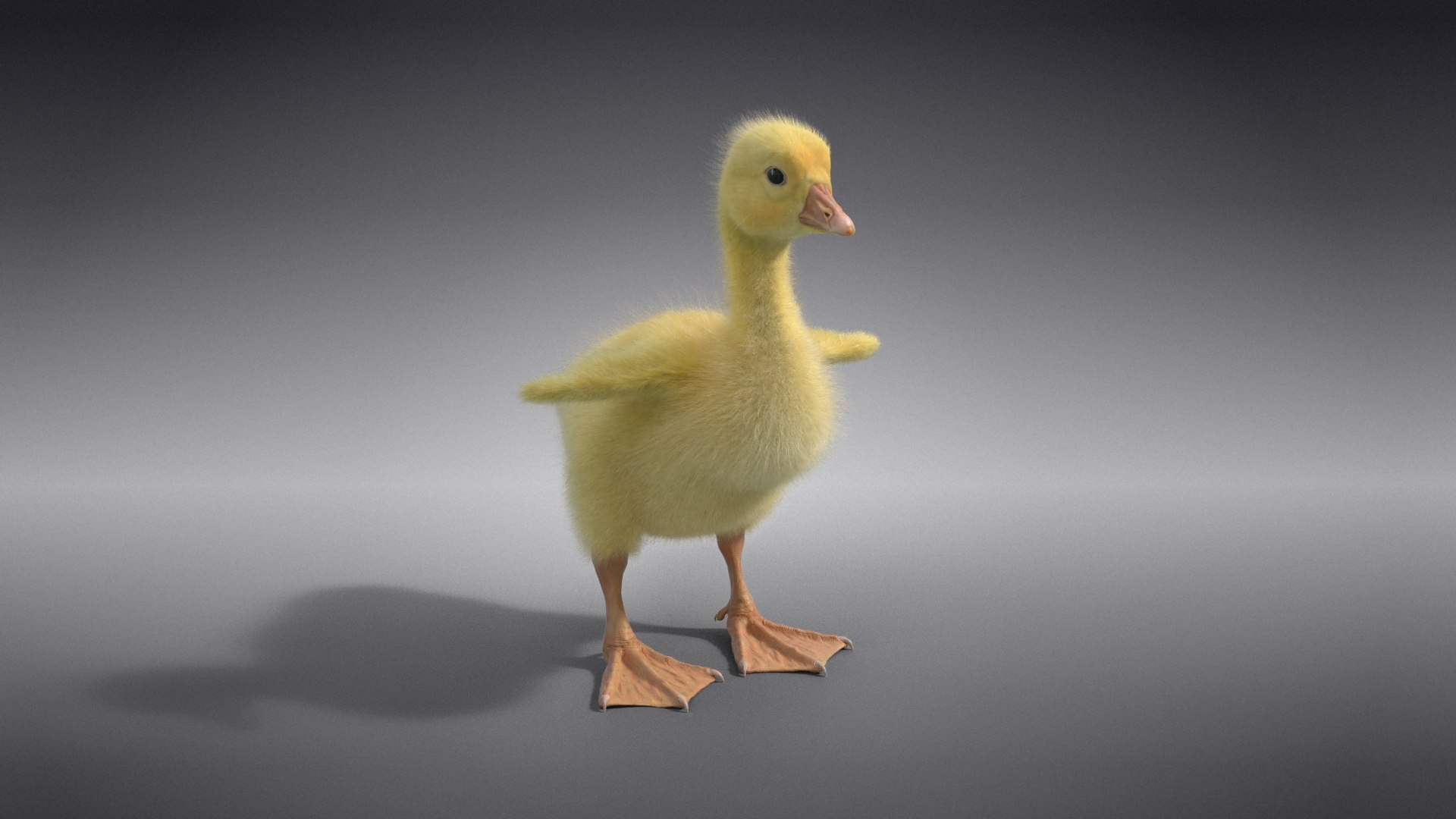 3D Model Little Goose Animation - TurboSquid 2071231