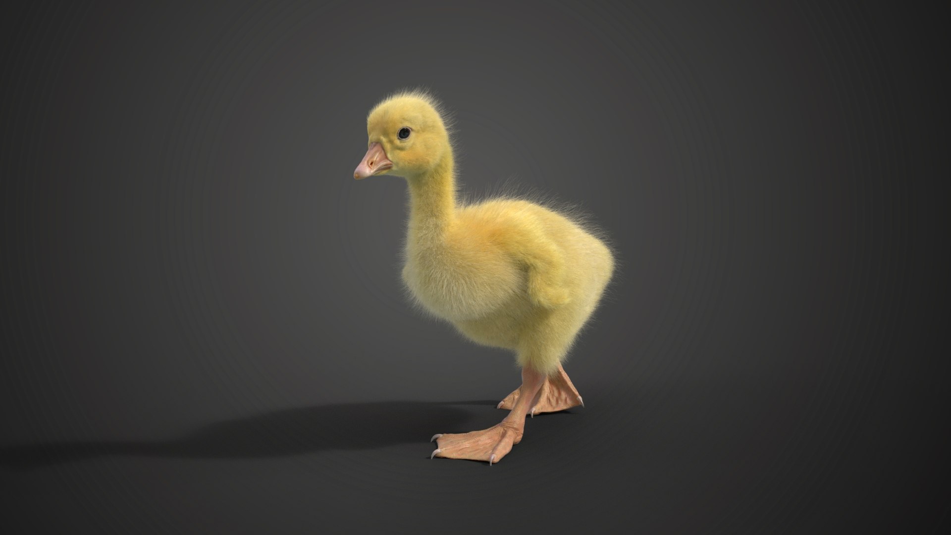 3D Model Little Goose Animation - TurboSquid 2071231