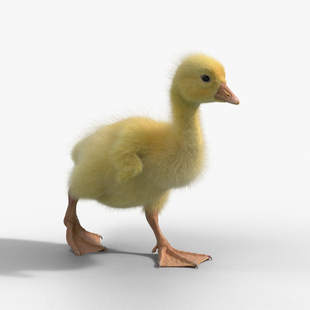 3D model Little Goose Animation - TurboSquid 2071231