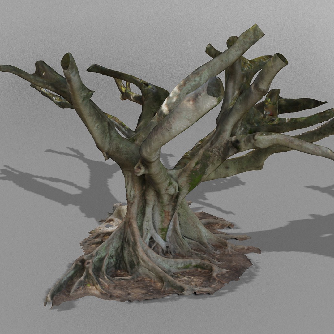 Australian Fig Tree Scanned 3d Model