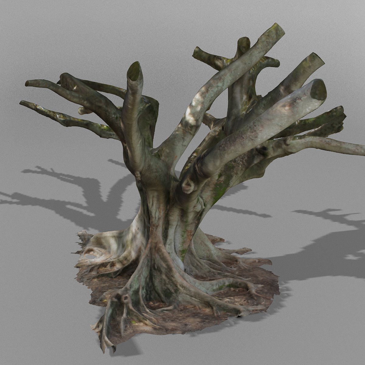 australian fig tree scanned 3d model