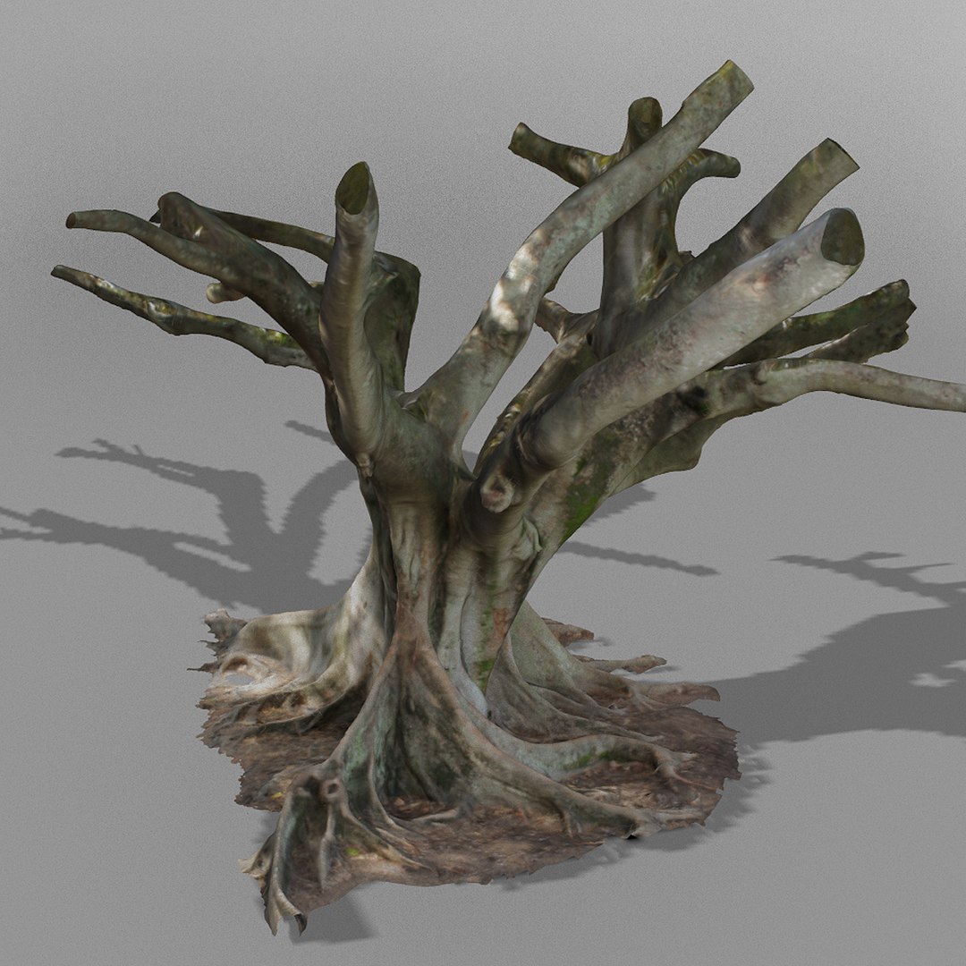 Australian Fig Tree Scanned 3d Model